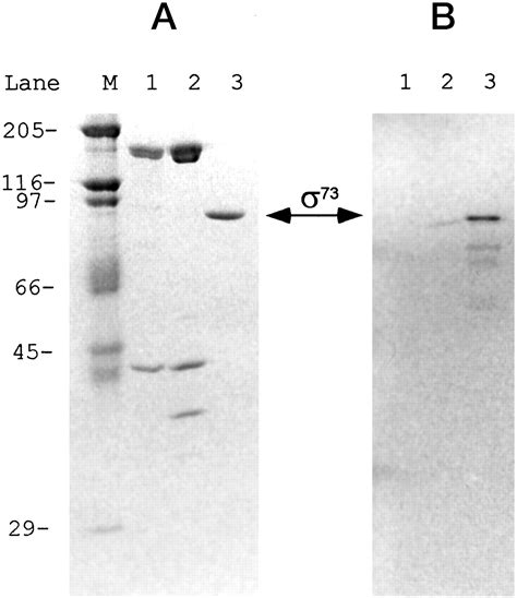 Purification Characterization And Reconstitution Of Dna Dependent Rna Polymerases From