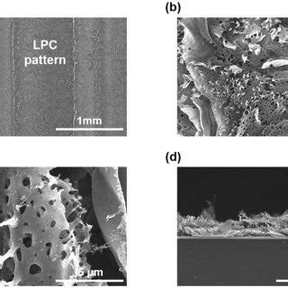 SEM Images Of LPC IDE Ac Top View Images Of LPC IDE LPC Showed A Download Scientific
