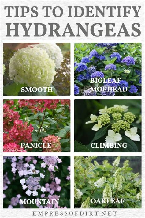 How To Identify Types Of Hydrangeas Know When To Prune Empress Of Dirt