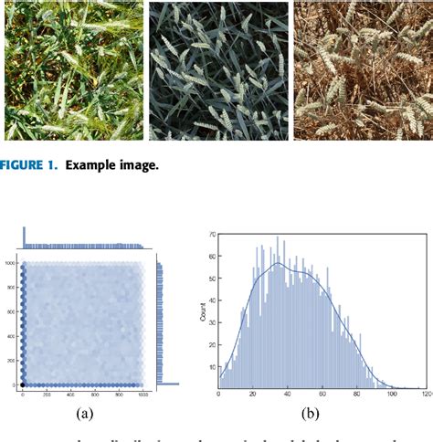 Figure 1 From Lightweight Yolov8 For Wheat Head Detection Semantic Scholar