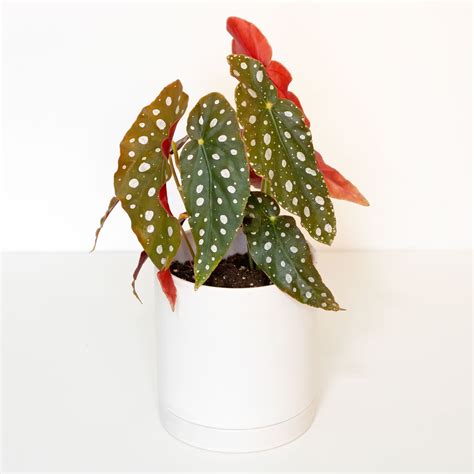 Begonia Maculata Polka Dot Begonia In 4 5” Pot Easy Care Potted
