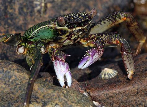 Subphylum Crustacea Crabs Shrimp Barnacles — Coke Smith Wildlife