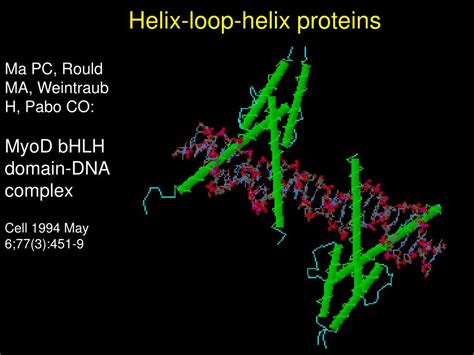 ppt dna binding domains and activation domains of transcription