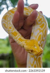 Python Wood Images Stock Photos Vectors Shutterstock