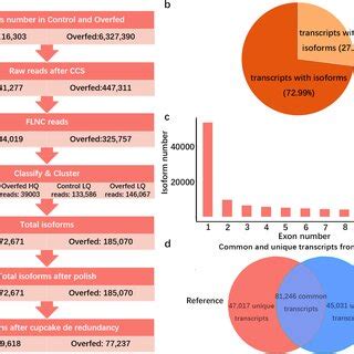 Transcript Processing Workflow And Statistics A Procedure Of Total Download Scientific Diagram