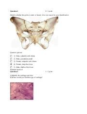 A P Lab Axial Skeleton Quiz Question Point Identify Whether This Pelvis Is Male Or