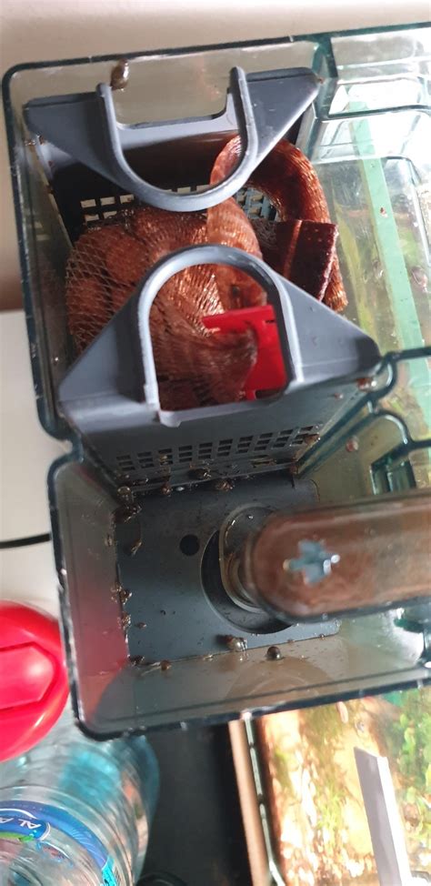 My Filter Stopped Working What Must I Do Raquariums