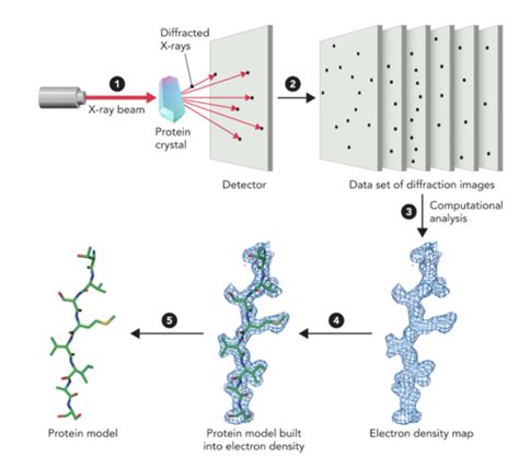 Chapter 5 3 Protein Structure Determination Flashcards Quizlet