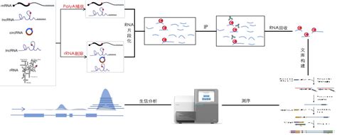 M5c Merip Seq 武汉康测科技有限公司