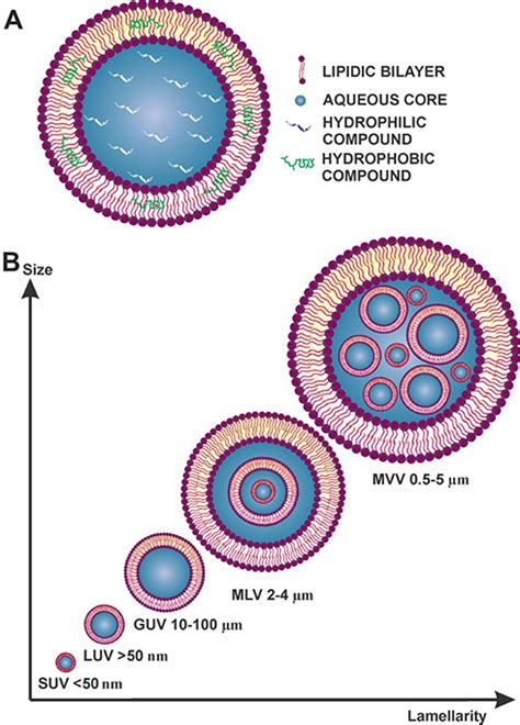 Liposome Size Reduction Technologies Cd Formulation