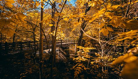 Photos Of Fall Colors In Rock Creek Park Dc Foliage Guide