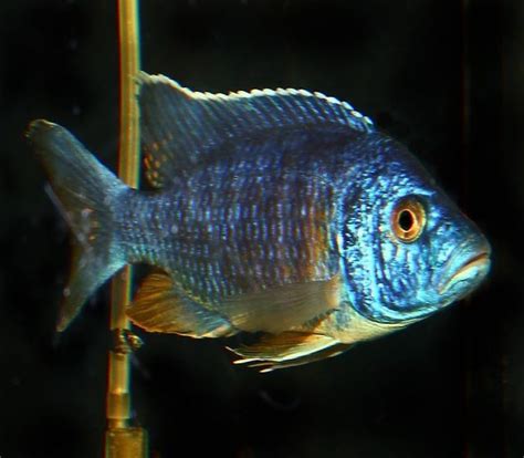 Premium Male Lake Malawi Blue Peacock Cichlids