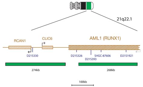 Cytocell Runx1 Green Fish Probe