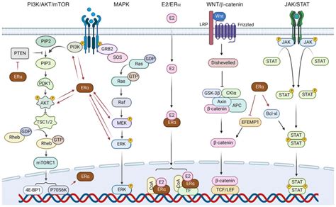 Estrogen Receptor Signaling Pathway