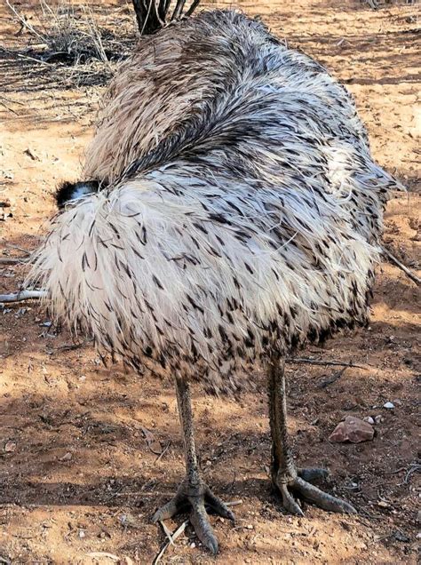 Emu Ausemade