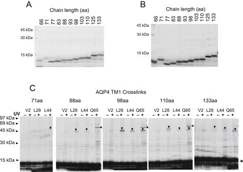 Stepwise Insertion And Inversion Of A Type Ii Signal Anchor Sequence In