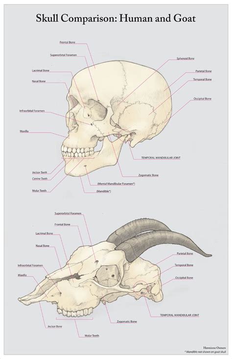 Animal Skull Anatomy