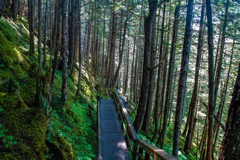12 Most Beautiful Forests On Earth To Explore Celebrity Cruises