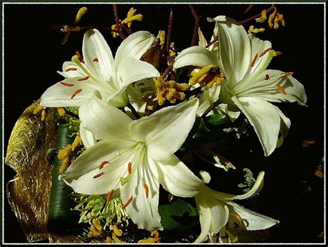 Lilies On S Beautiful Bouquets Flowers And Backgrounds