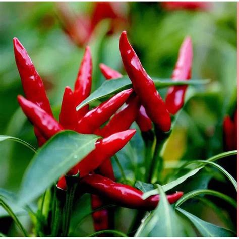 Biji Benih Cili Padi Jambak 30 Seeds Small Bunch Chili 红朝天椒籽 Lazada