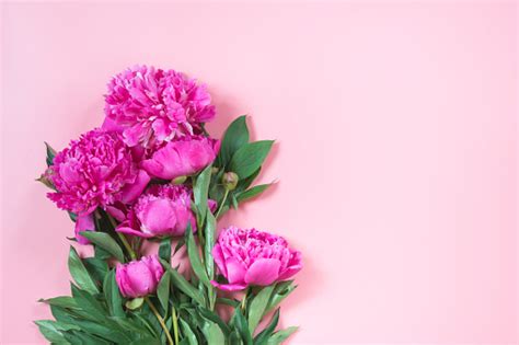 파스텔 핑크에 프레임으로 핑크 작 약 꽃의 꽃다발 텍스트에 대 한 공간을 복사 합니다 최고의 볼 수 있습니다 플랫이 하다 0명에 대한 스톡 사진 및 기타 이미지 Istock