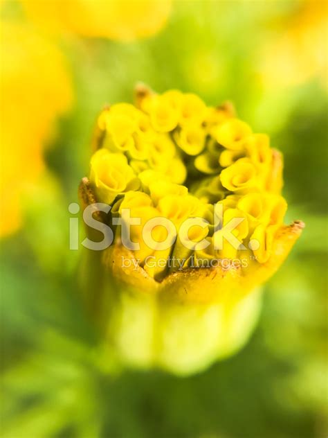 매크로 꽃 마리 골드 소프트 포커스 스톡 사진 Freeimages