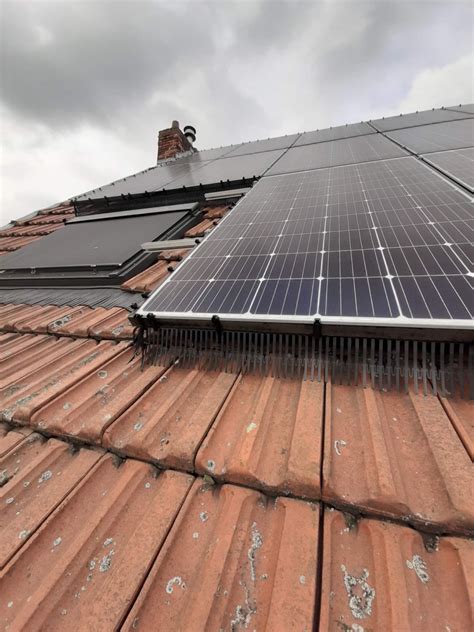 Duiven En Kraaien Onder Zonnepanelen