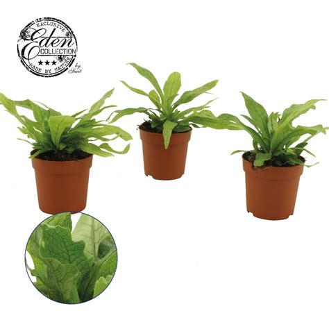 Microsorum Musifolium Crocodyllus — Plant Wholesale Floraccess