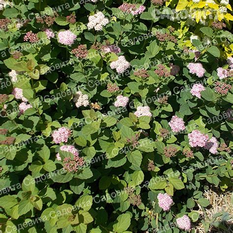 Спирея густоцветковая. Садовита