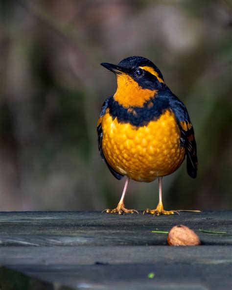 Varied Thrush