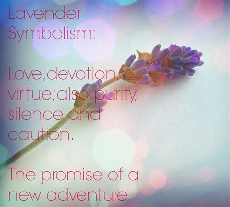 Lavender Flower Symbolism And Meanings