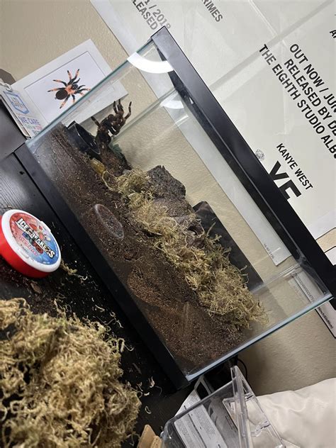 Update On Substrate Rtarantulas