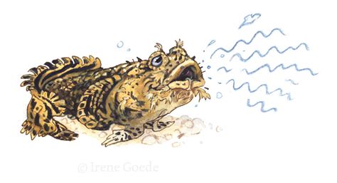 Oyster Toadfish Drawing