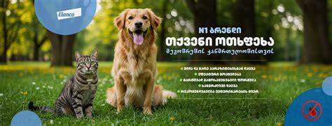 ბუთუს ფერები მარაგშია ცისფერი💙 წითელი ️ სტაფილოსფერი🧡 სრული ზომა 39 სმ დიდდება და