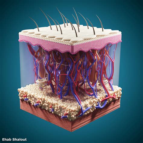 skin layers 3d render behance
