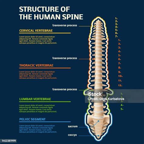 척추 구조 인포그래픽 인간의 척추 모든 부문 지정 교육 과학 해부학 모델 골격 부분 3d 현실적인 고립 된 요소 복사 공간 발자국 벡터 개념 척추 신체 부분에 대한 스톡