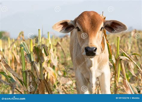 Vaca Joven Foto De Archivo Imagen De Poco Fondo Pista 59155278