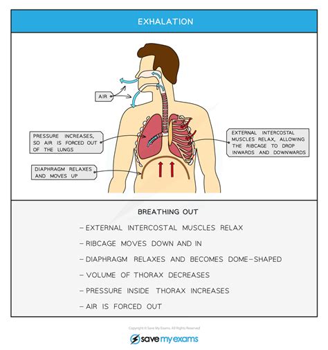 Edexcel IGCSE Biology Double Science 复习笔记 2 7 1 Human Gas Exchange System