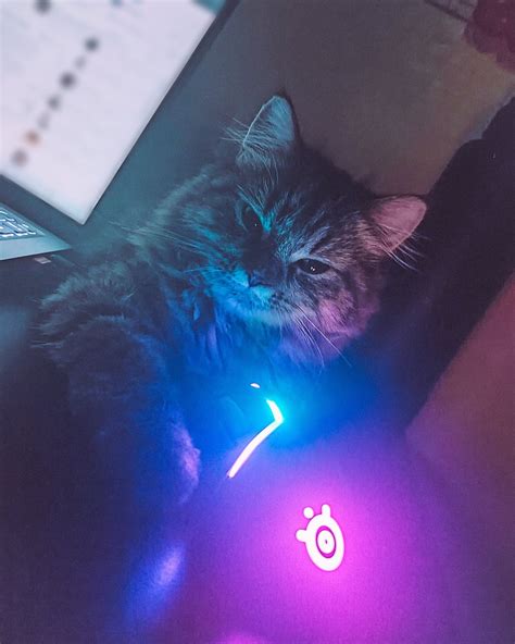 Nakahuli Ng Mouse Ang Bebe R Catsofrph