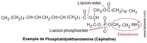 Acides Gras أحماض دهنية Triglycérides Indices