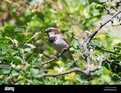 Male Tree Sparrow Uk Hi Res Stock Photography And Images Alamy
