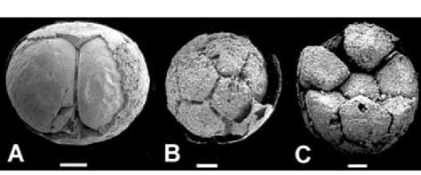 Phosphatized Fossil Embryos From The Neoproterozoic 570±20 Million
