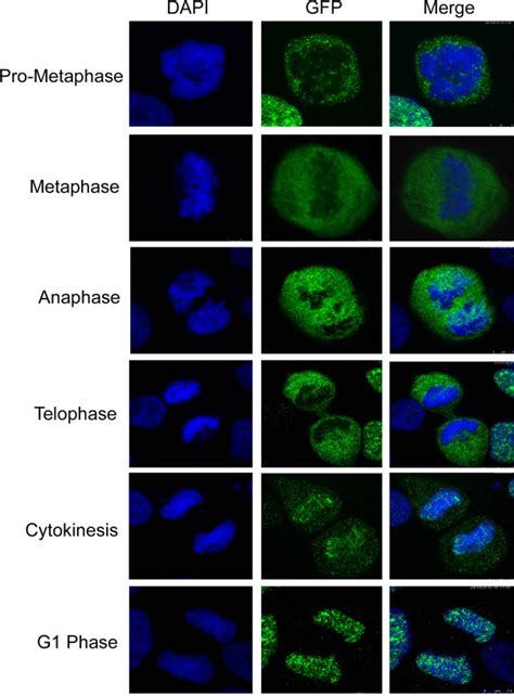 Dynamic Localization Of Ik Protein During Mitosis Hela Cells Were