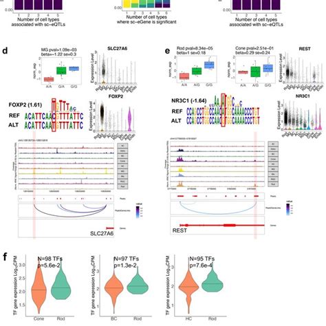 Cell Type Specific Sc Eqtls Are Often Within Ocrs Shared By Multiple Download Scientific