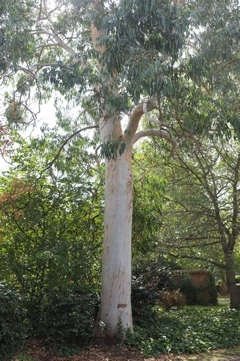 Eucalyptus Viminalis Trees And Shrubs Online