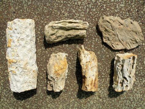 Flux Biota Fossil Hunting In Iowa Lycopsid Tree