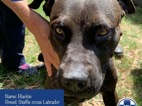 Furry Friends Up For Adoption At Nigel Spca Heidelberg Nigel Heraut