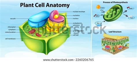 Plant Cell Anatomy Structure Illustration Stock Vector Royalty Free