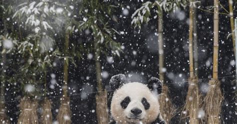 눈 맞으며 먹는 대나무