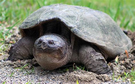Snapping Turtle Laying Her Eggs Smithsonian Photo Contest Smithsonian Magazine